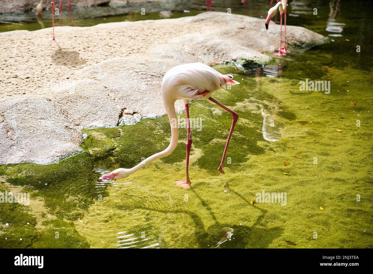 Full body shot of a pink flamingo in a waterscape that is drinking ...