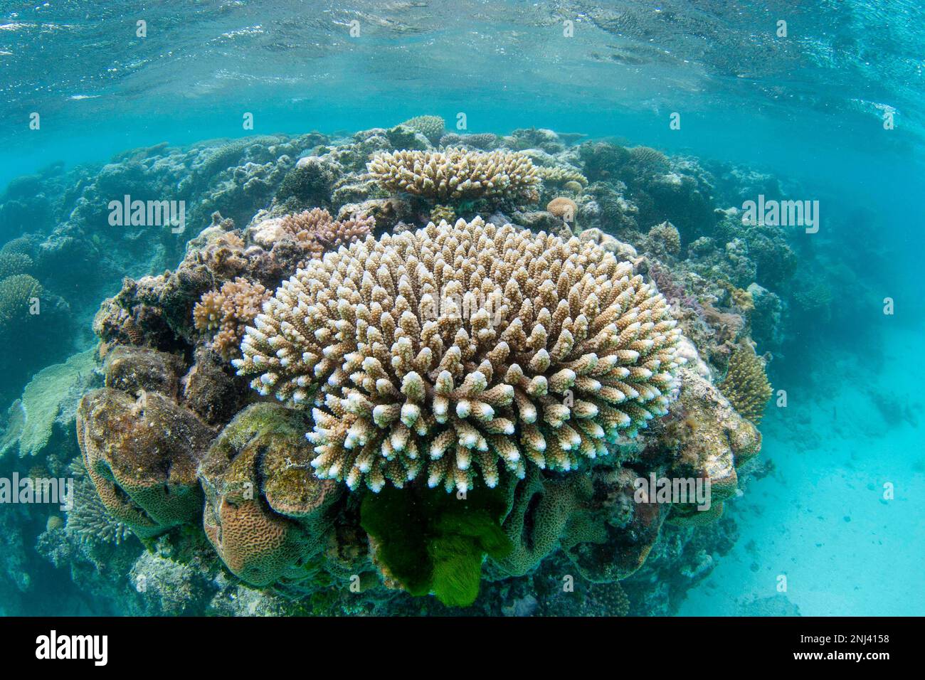 hard coral, Foa, Ha'apai, Tonga Stock Photo - Alamy