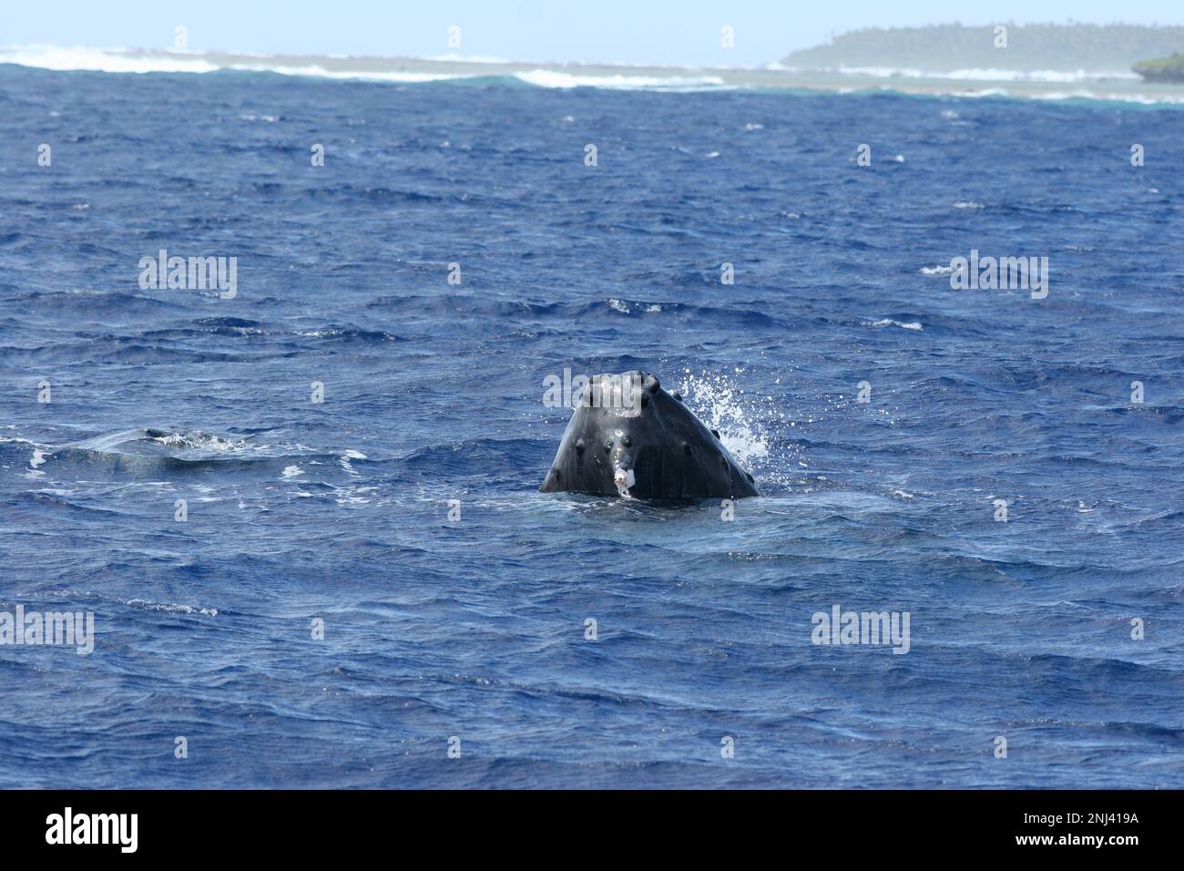 humpback whale off the shore of Kauvai (a.k.a. Ha'ano), Ha'apai, Tonga ...