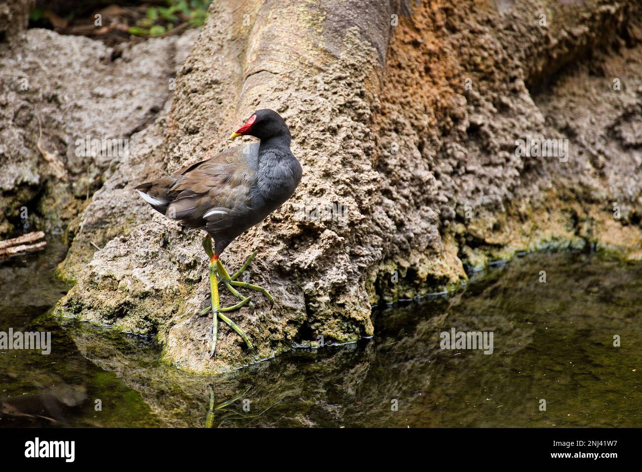 Full body telephoto of a pond rail on a tree trunk opening into water ...