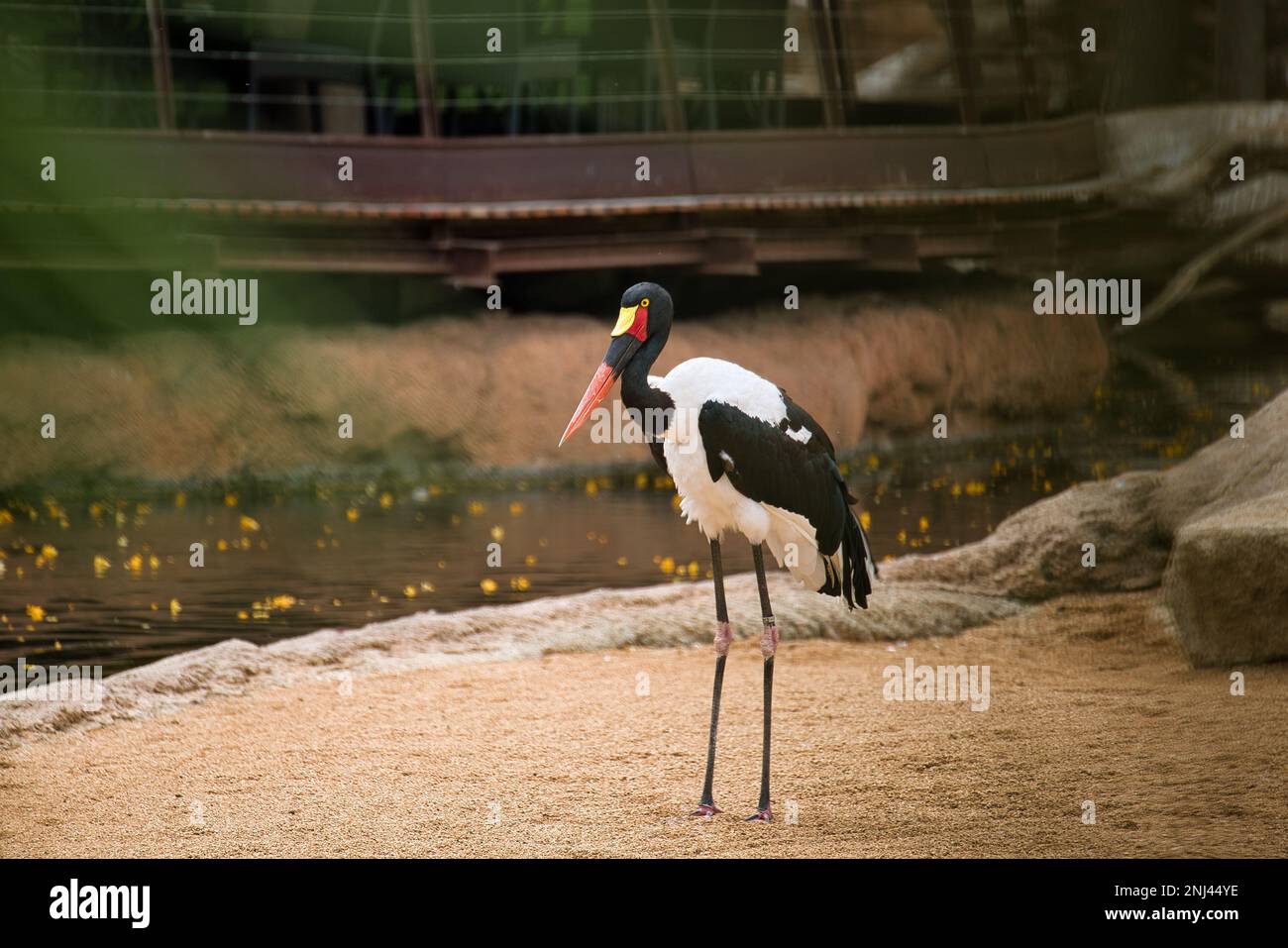 Full body shot of a saddleback stork, with a stone wall and river in ...