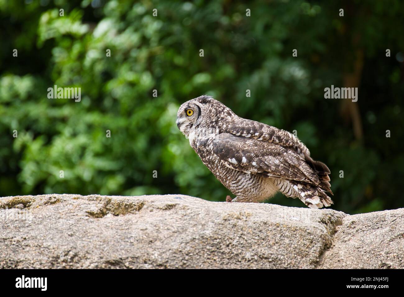 African uhu hi-res stock photography and images - Alamy