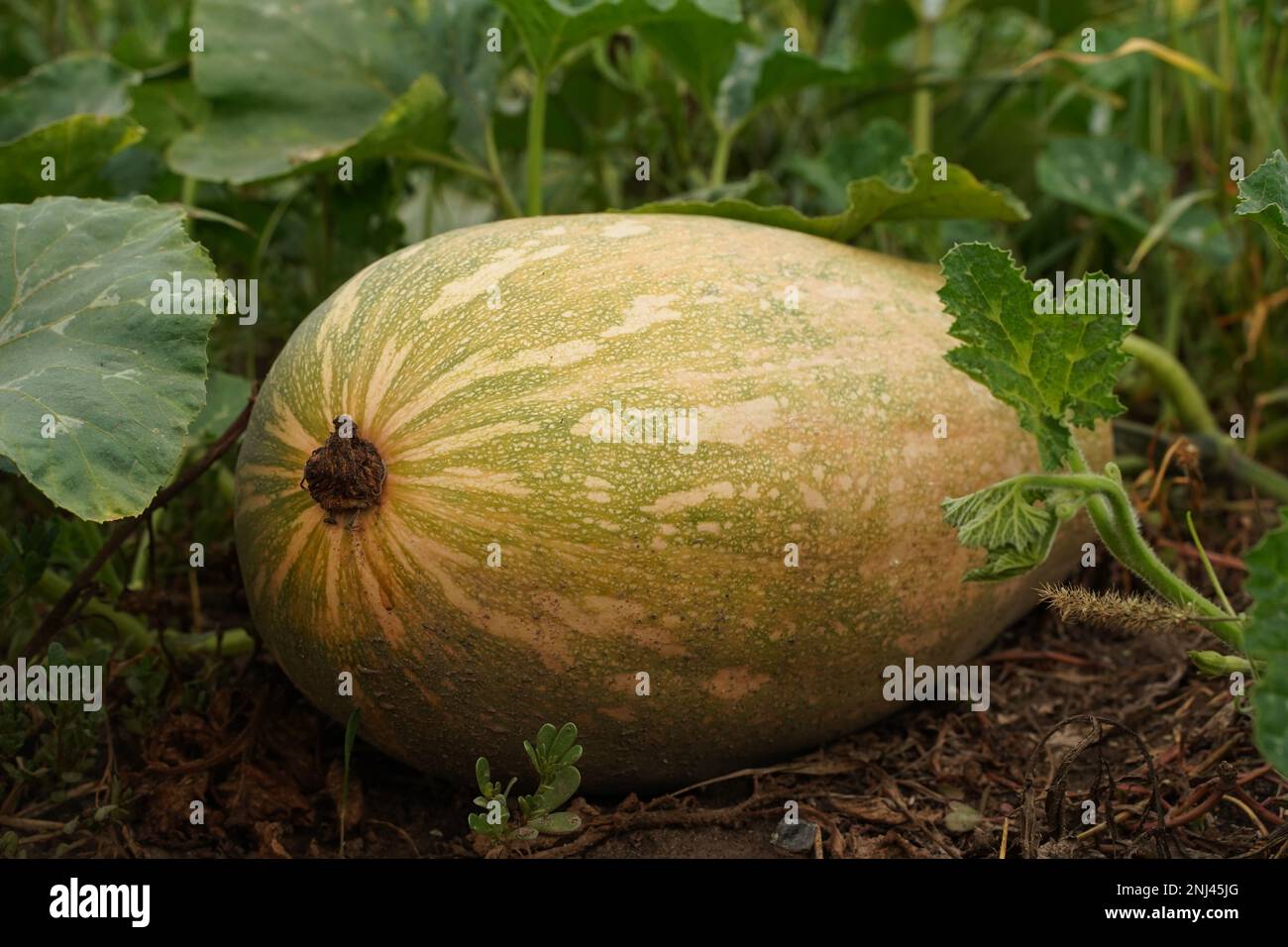Big melon hi-res stock photography and images - Alamy