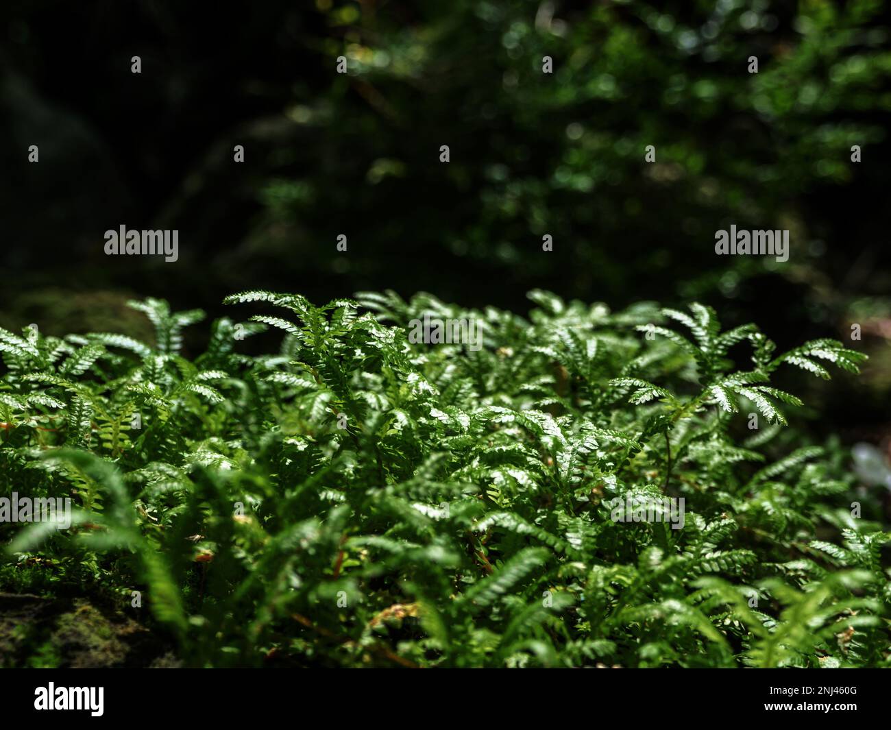 Full-frame texture background of Spike Moss fern leaves Stock Photo - Alamy