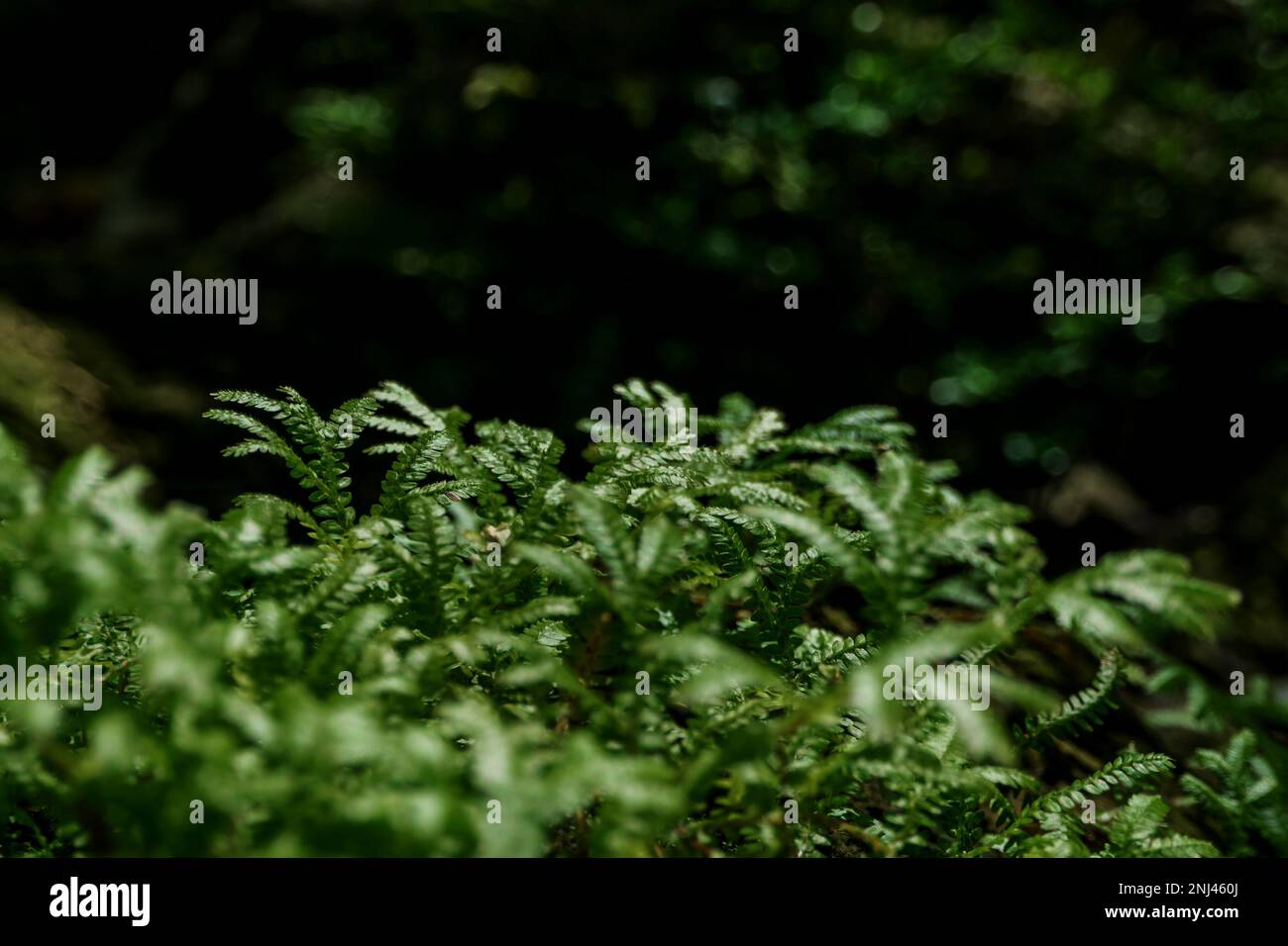Full-frame texture background of Spike Moss fern leaves Stock Photo - Alamy
