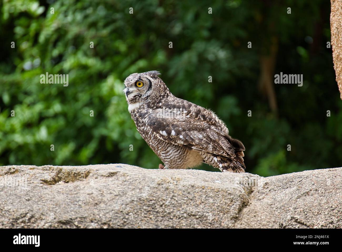 African uhu hi-res stock photography and images - Alamy