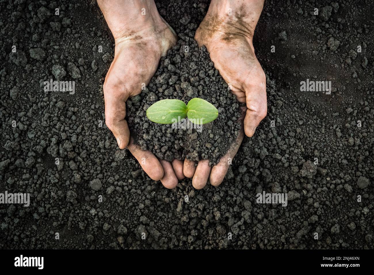 Handful of earth save environment. Sprouting plant on hands full of ...
