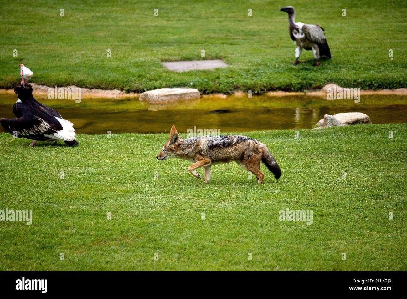 Full body shot long distance shot of jackal on meadow with vultures in ...