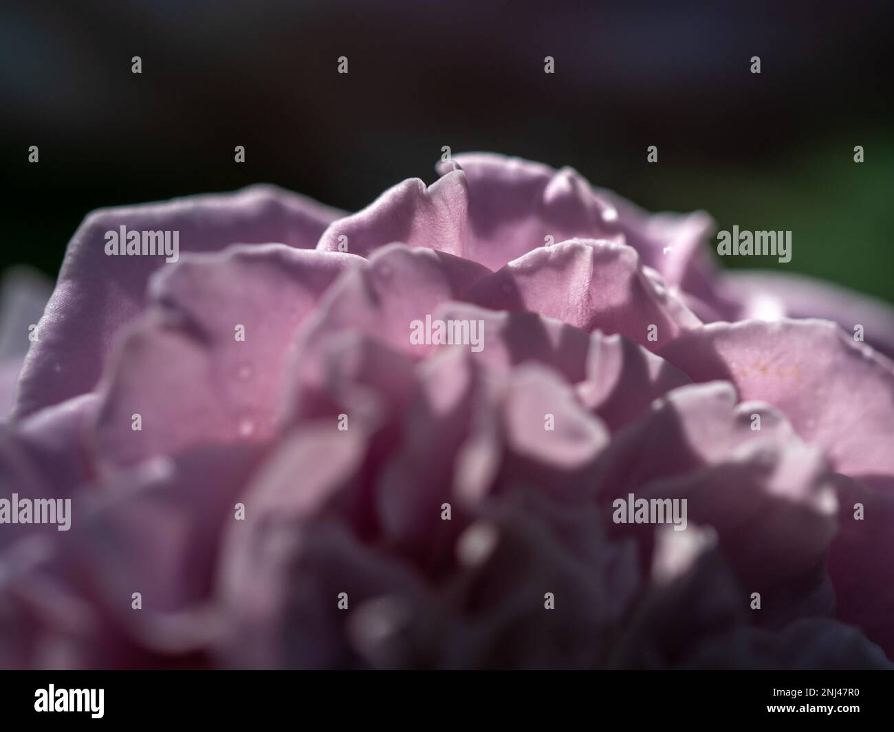 Close-up delicate Princess Kaori rose petals as nature background Stock ...