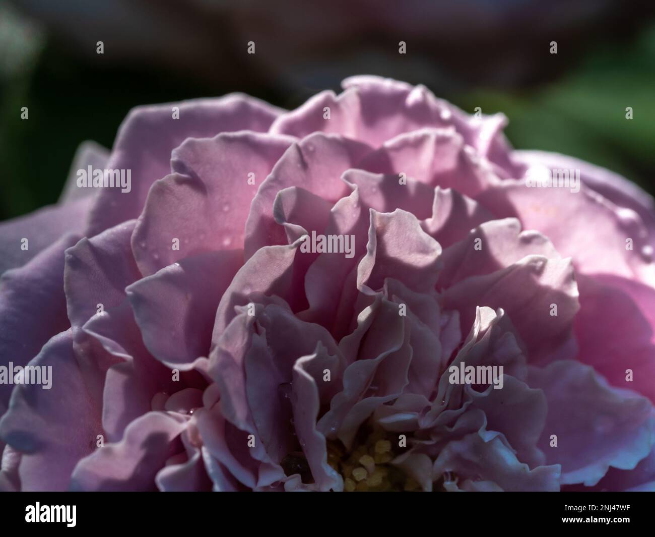 Close-up delicate Princess Kaori rose petals as nature background Stock ...