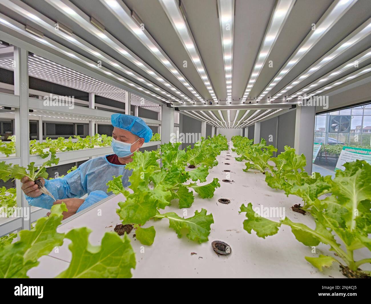 A mask-clad man works in a modern no-soil vegetable plantation in ...