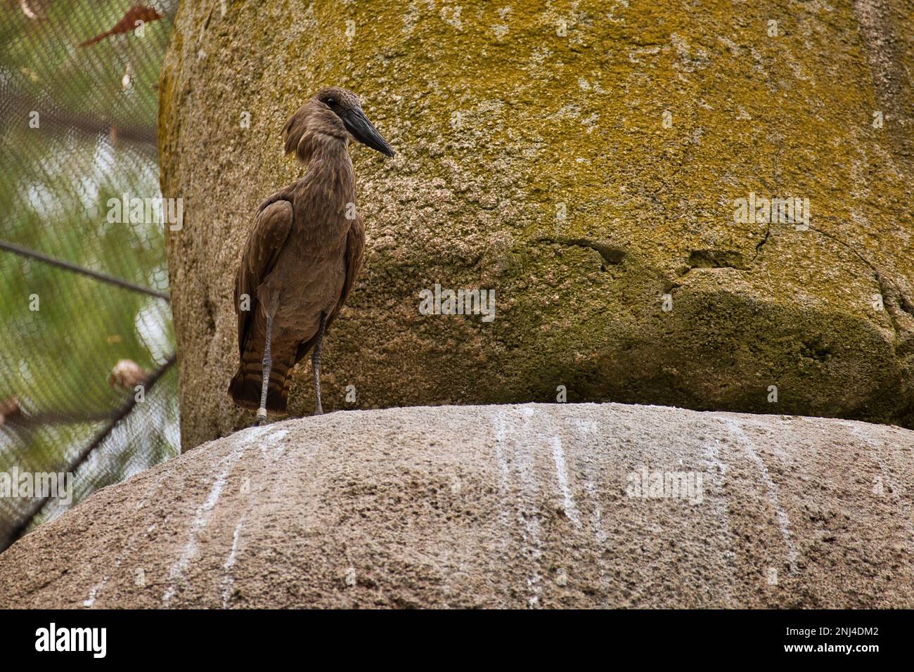 Full body shot of a hammerhead taken from below sitting on a rock Stock ...