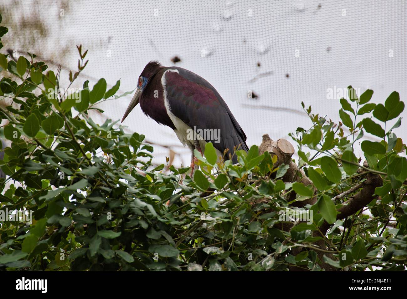 White stork leaves nest hi-res stock photography and images - Alamy