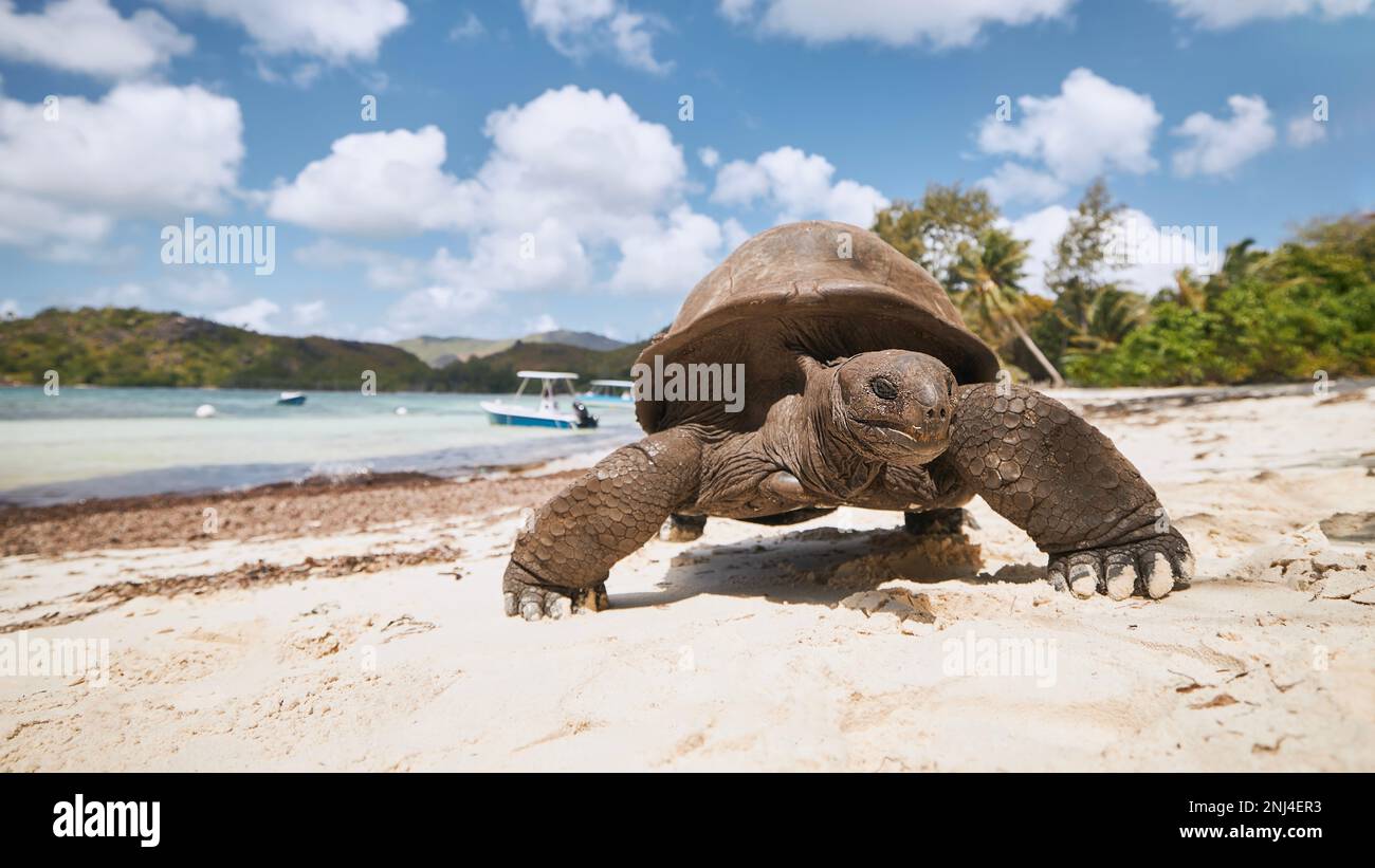 Aldabra giant tortoise on sand beach during sunny day. Close-up view of ...