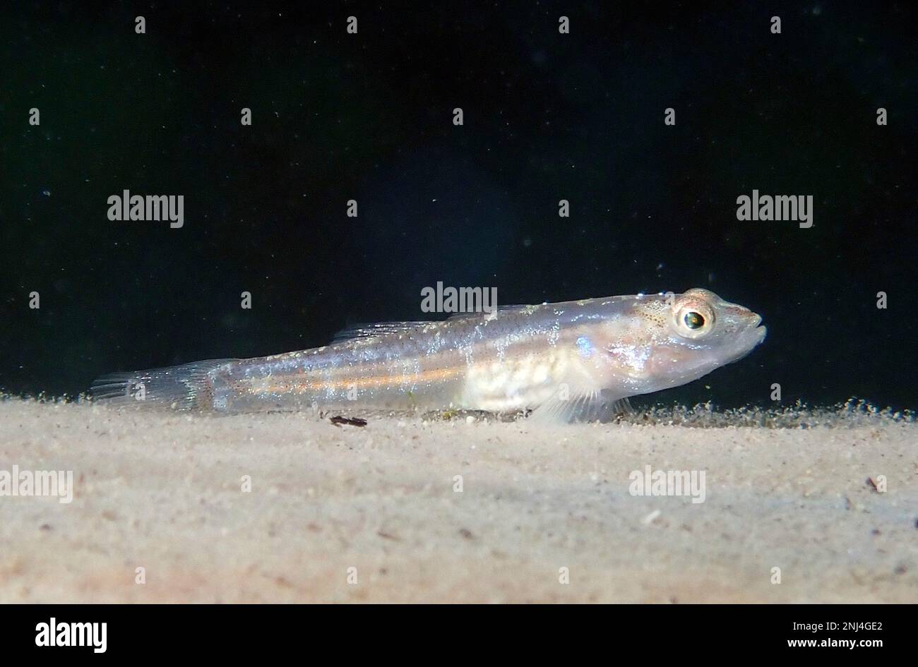A photo shows A photo shows Rhinogobius at Lake Motosu which is the ...
