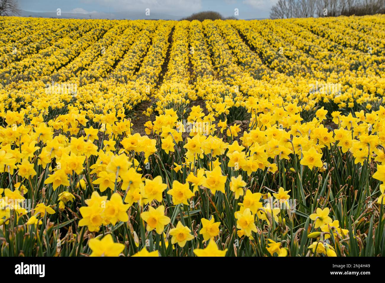 Daffodil Fields celebrating St Davids day Wales Stock Photo - Alamy