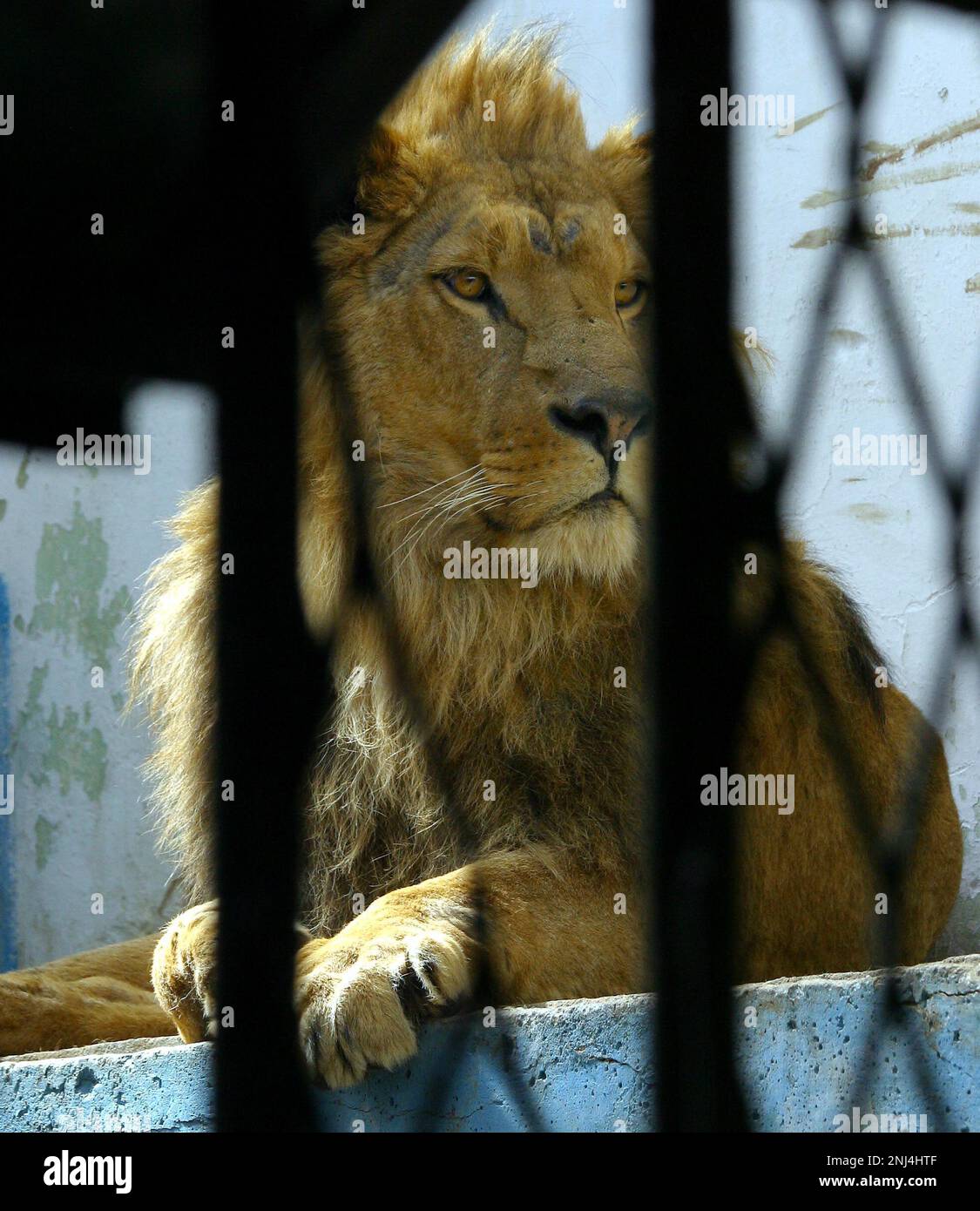 Caged Lion.Skopje Zoo March 2004. These photographs led to a number of ...