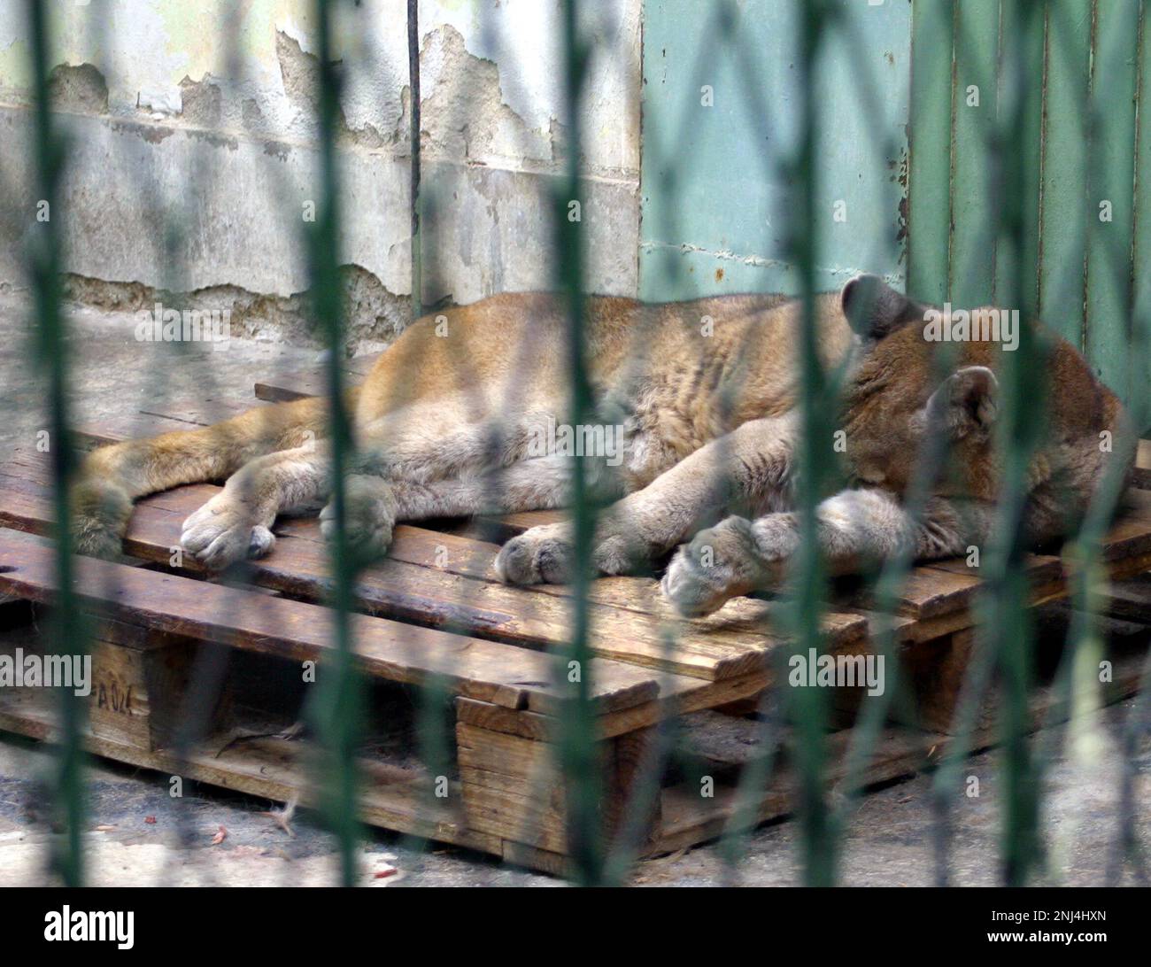 Caged Puma. Skopje Zoo March 2004. These photographs led to a number of ...