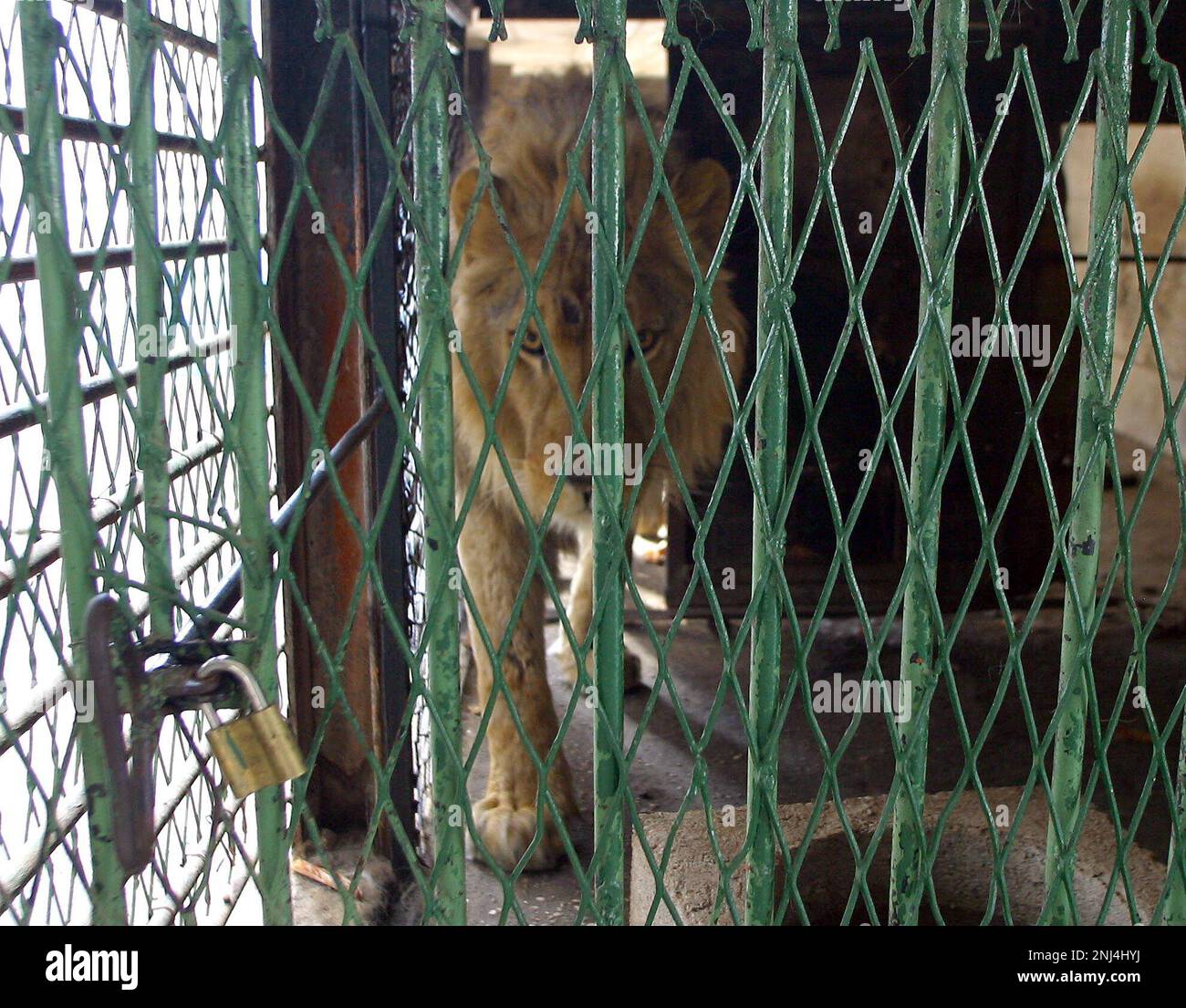 Caged Lion.Skopje Zoo March 2004. These photographs led to a number of ...