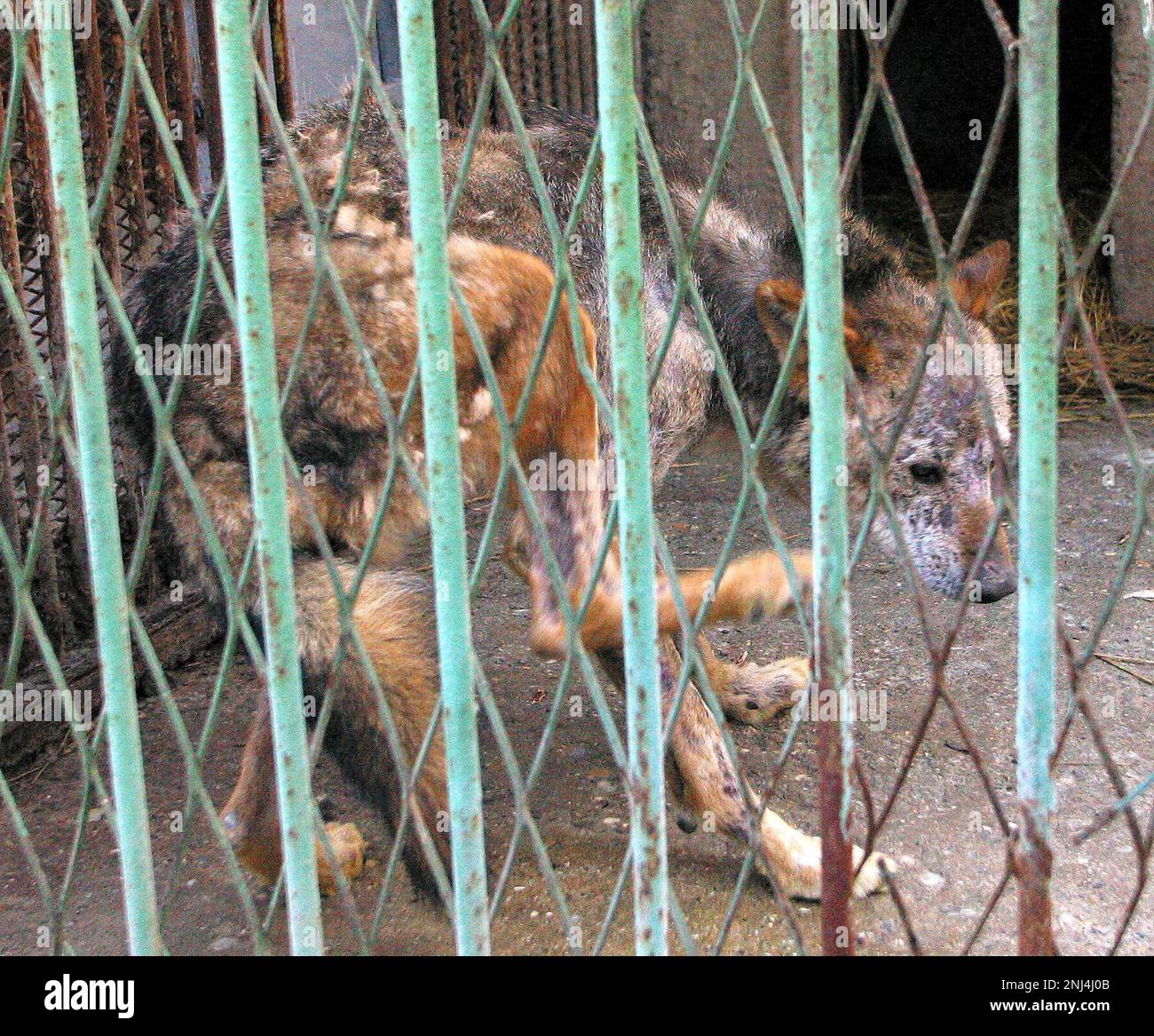 Jackal with mange hi-res stock photography and images - Alamy