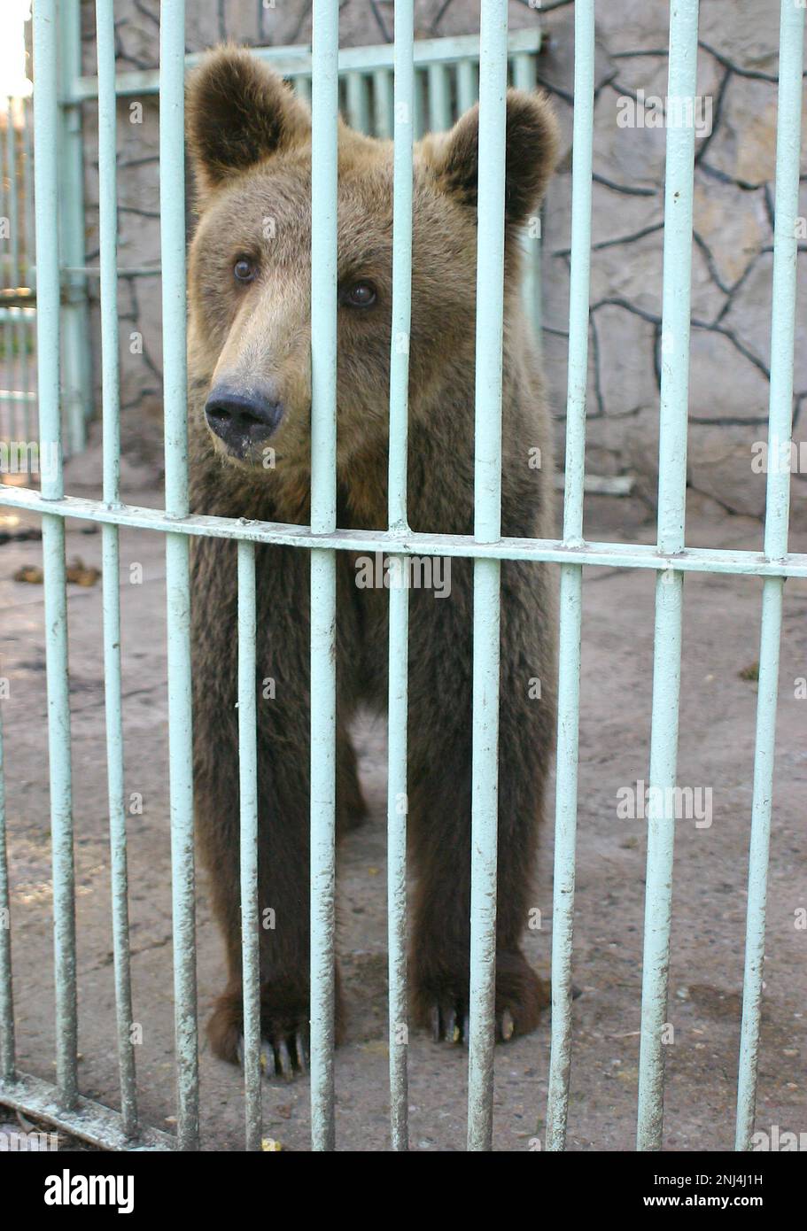 Caged bear.Skopje Zoo photographed March 2004. These photographs led to a number of press ...