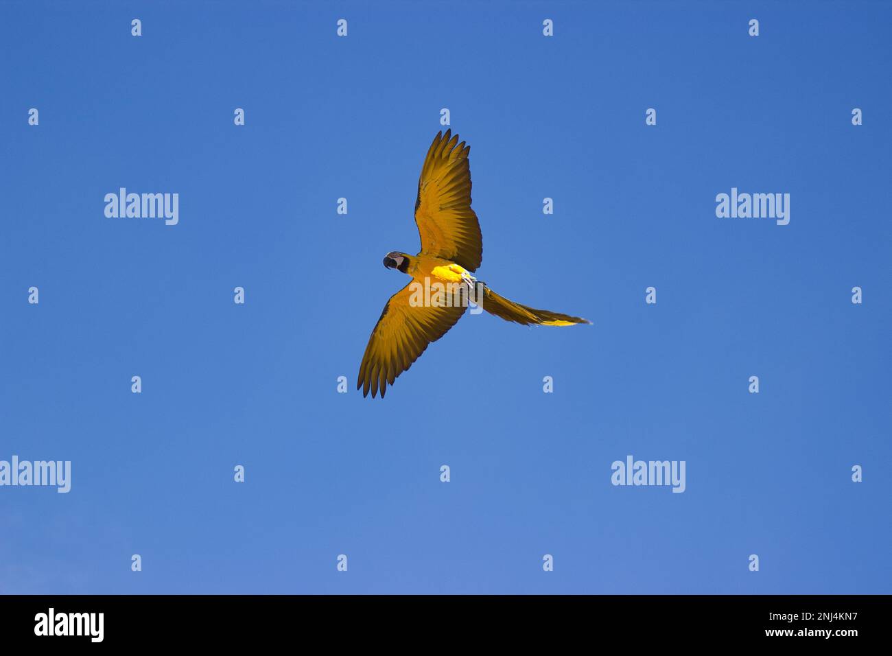 Full body shot of flying blue golden macaw, blue sky in background ...