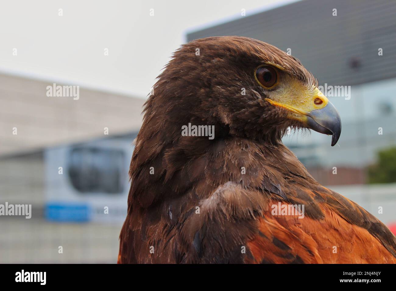 Hawk flying building hi-res stock photography and images - Alamy