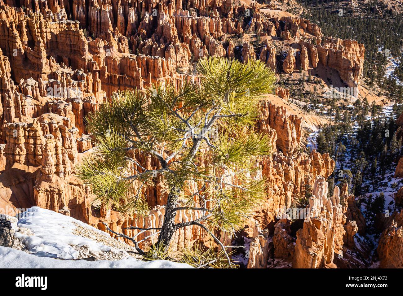 A lone pine tree in the forground with Bryce Canyon in the background in winter Stock Photo - Alamy
