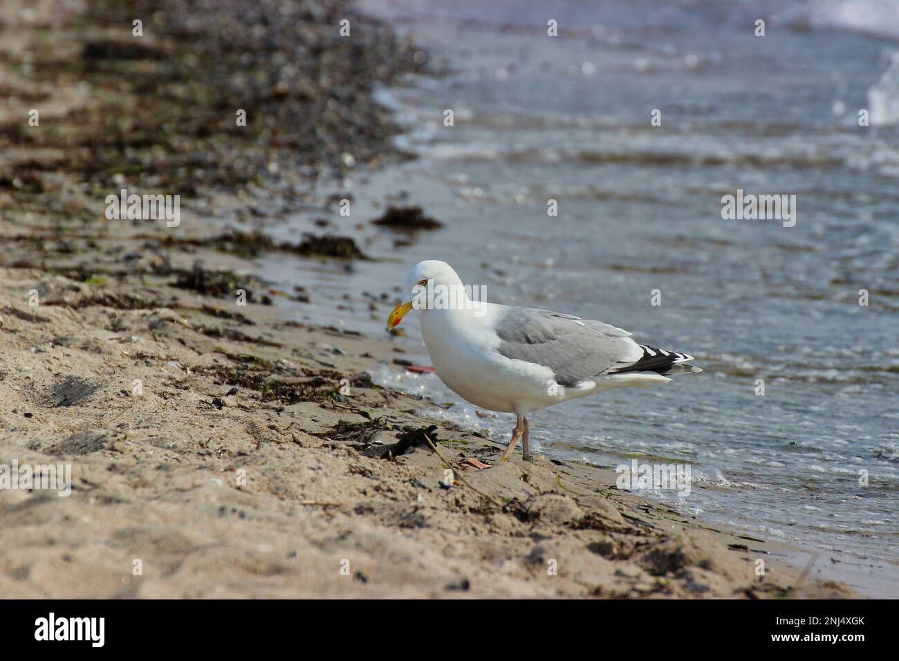A seagull walks along the beach, in the background you can see the sea ...