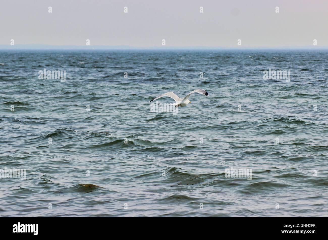 Long distance shot of a mew flying over the vast ocean Stock Photo - Alamy