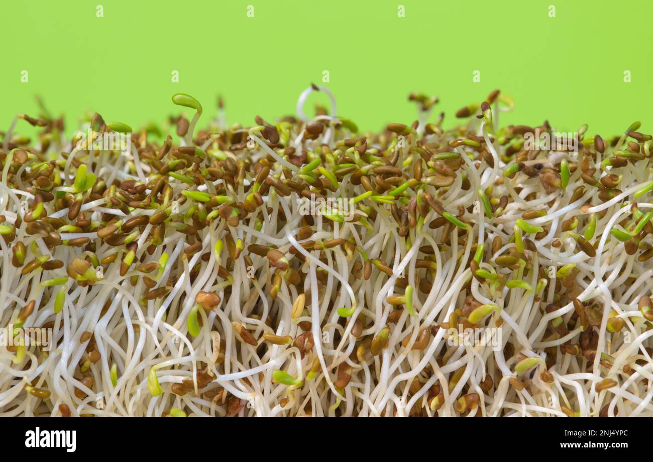 Immature alfalfa sprouts standing upright, side view macro image ...
