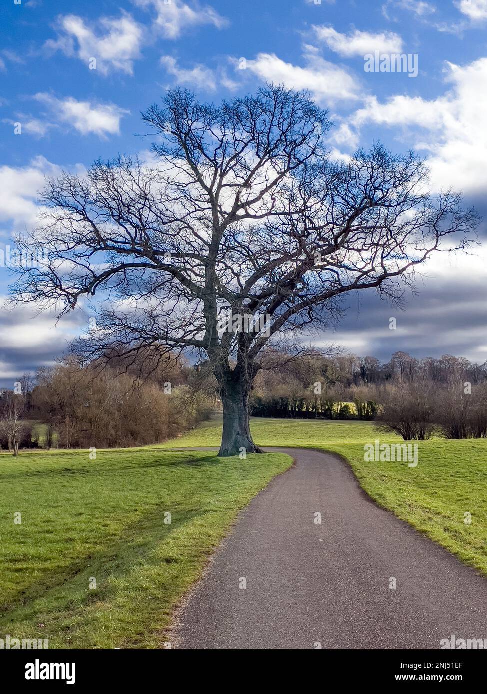Oak tree without leaves in winter on the public walkway from Aston to ...