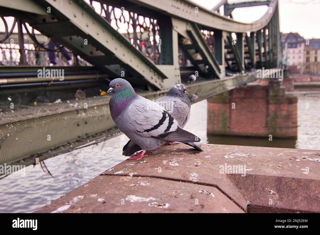 Full body shot of two pigeons sitting on a column, bridge in the ...