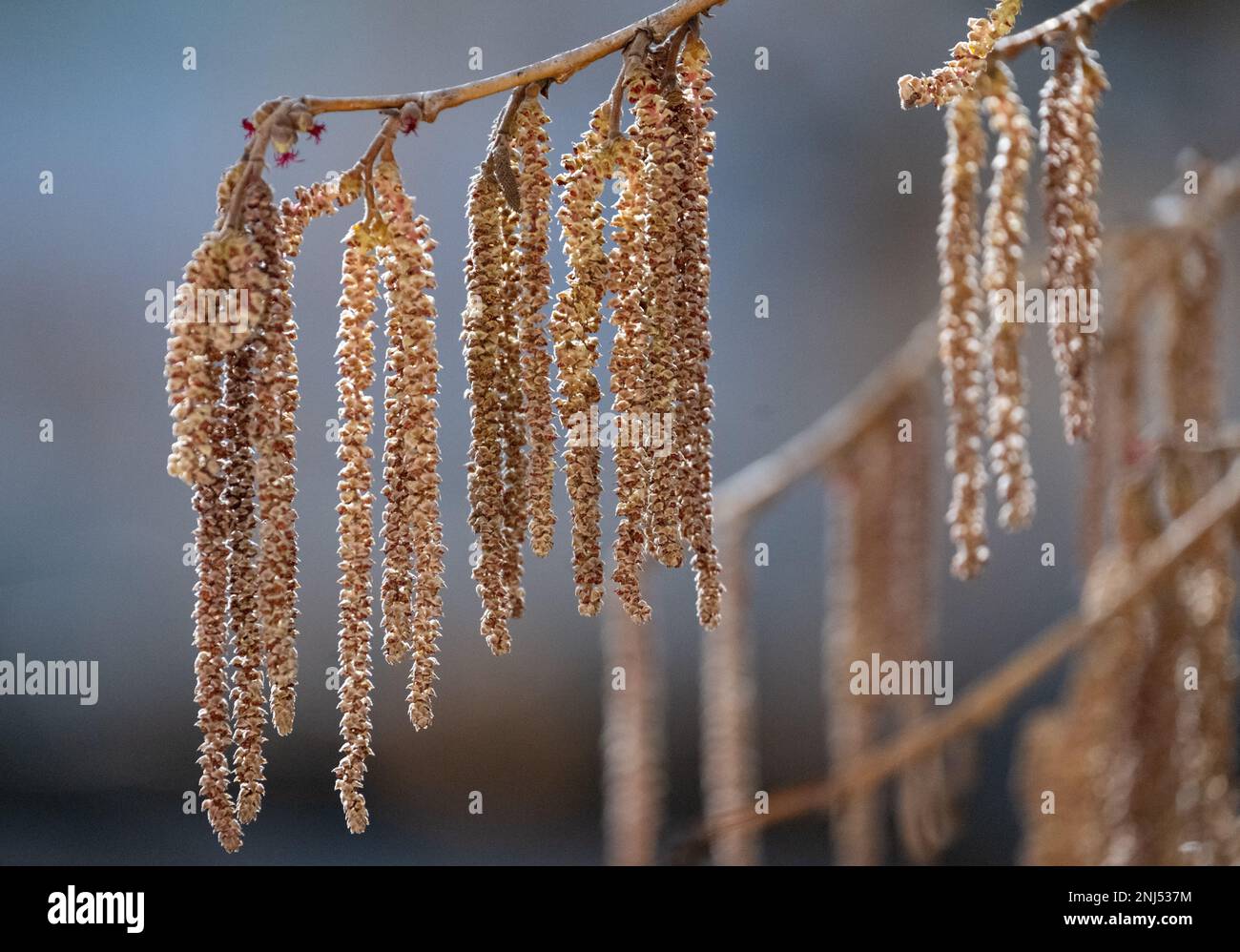 Munich, Germany. 22nd Feb, 2023. The flower catkins on a hazelnut bush ...