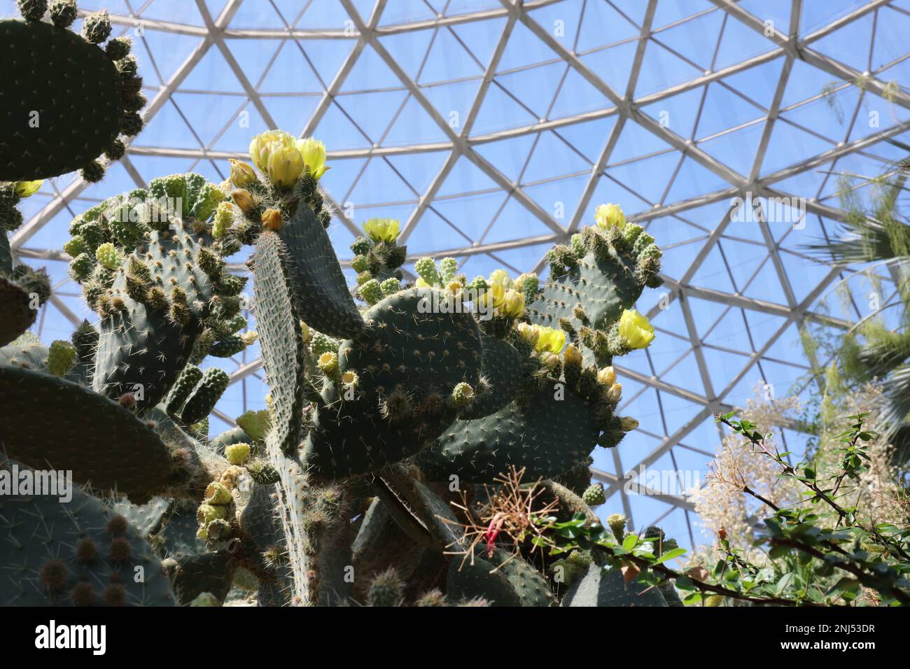 A large, green Prickly Pear cactus with a profusion of yellow flowers ...
