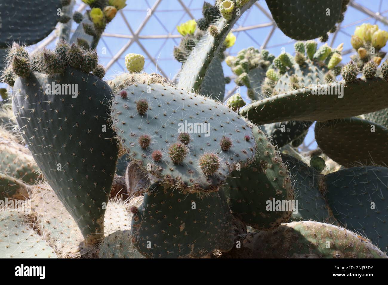 Close up of a large, green Prickly Pear cactus with a profusion of ...