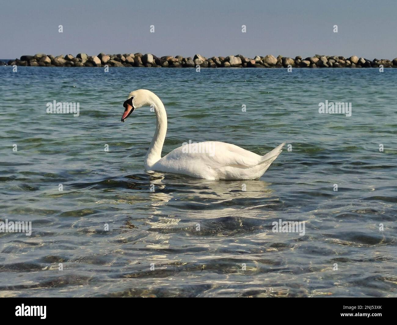 Long distance shot of a swan swimming in the sea, in the background a ...