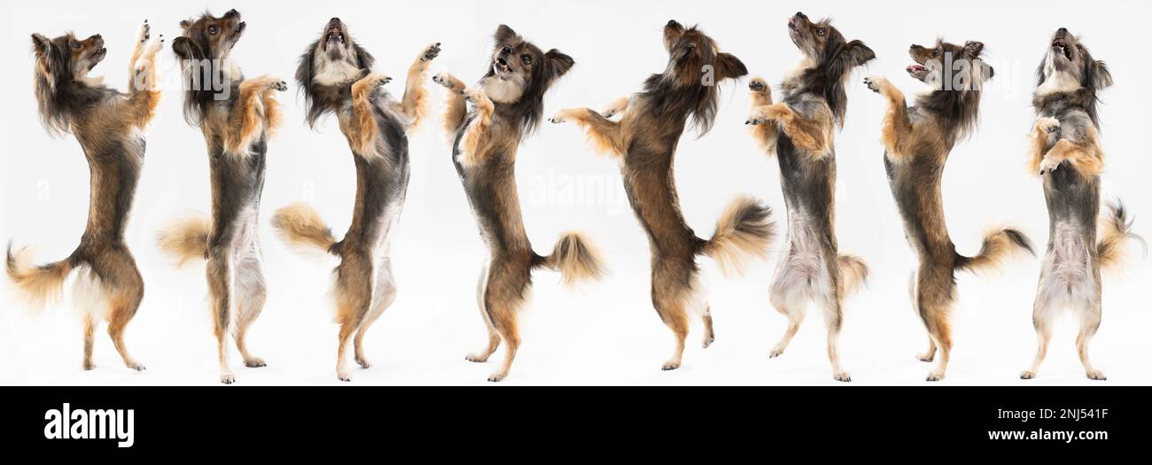 Of multiple views of a standing female on two hind legs. Panoramic view ...