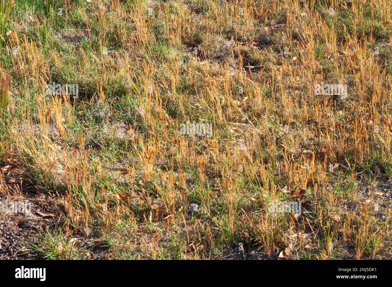 Arid Grass at Chiricahua National Monument Stock Photo - Alamy