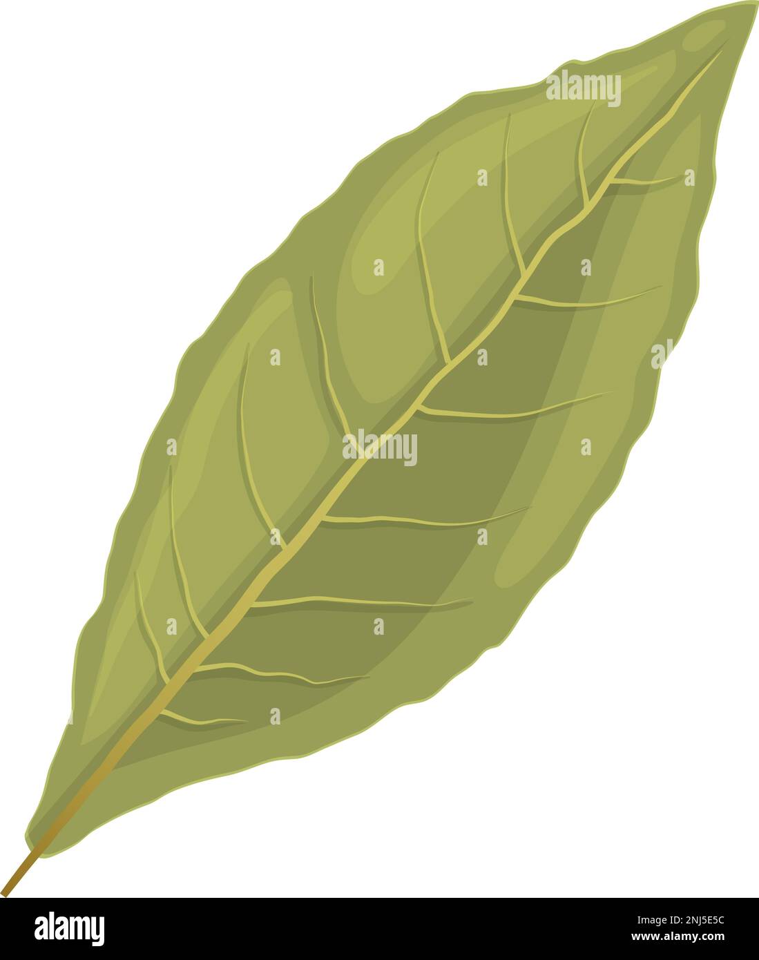 bay leaf spice cartoon vector illustration color sign Stock Vector ...