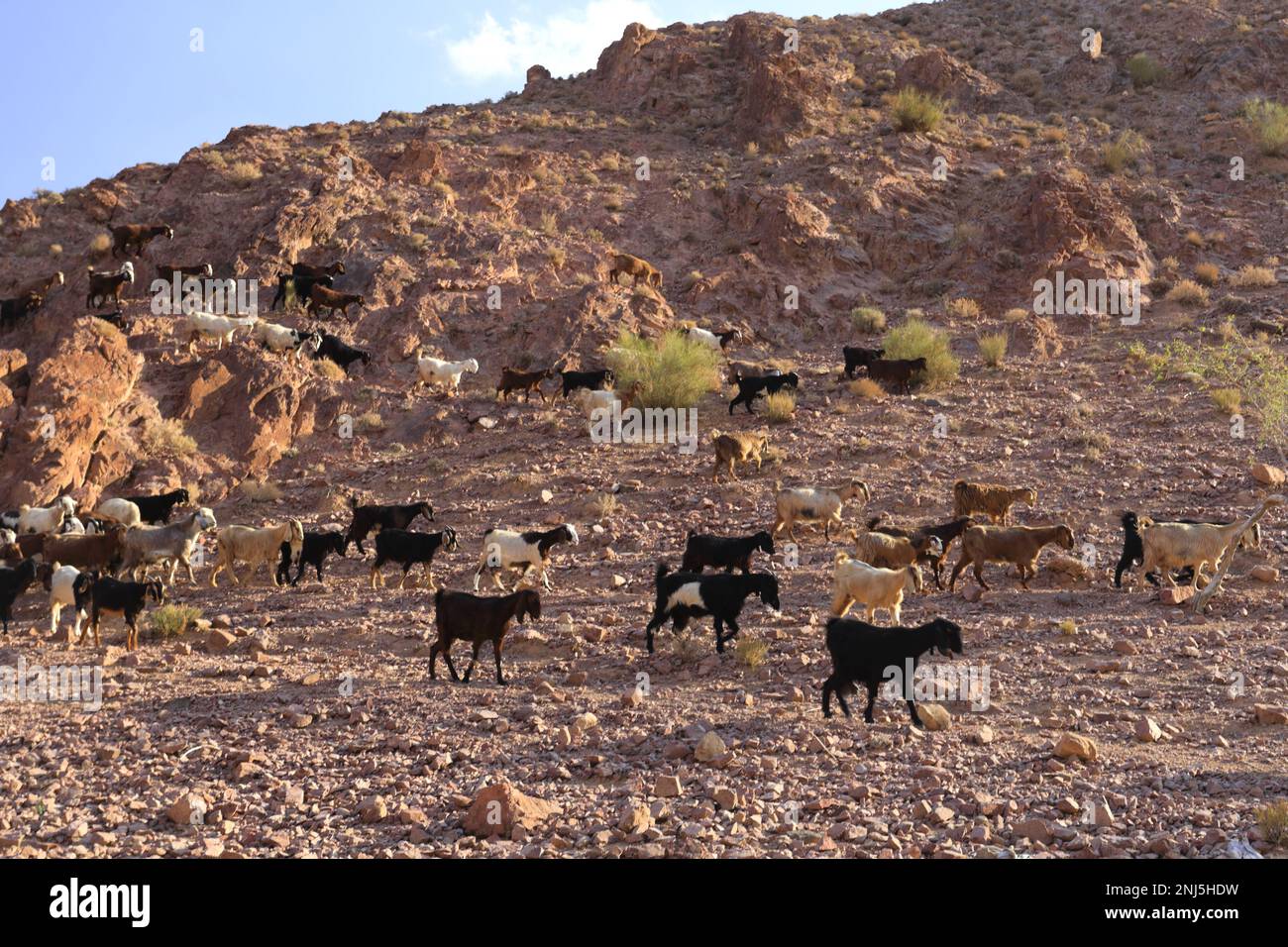 Goats in the Dana Biosphere Reserve, Wadi Dana, south-central Jordan ...