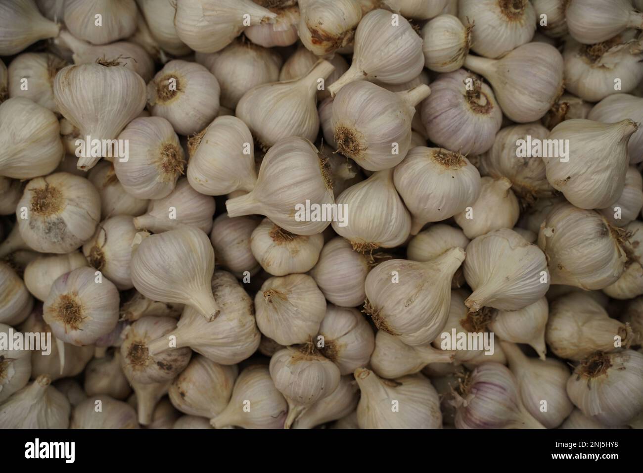 Garlic texture close up. White garlic background Stock Photo - Alamy