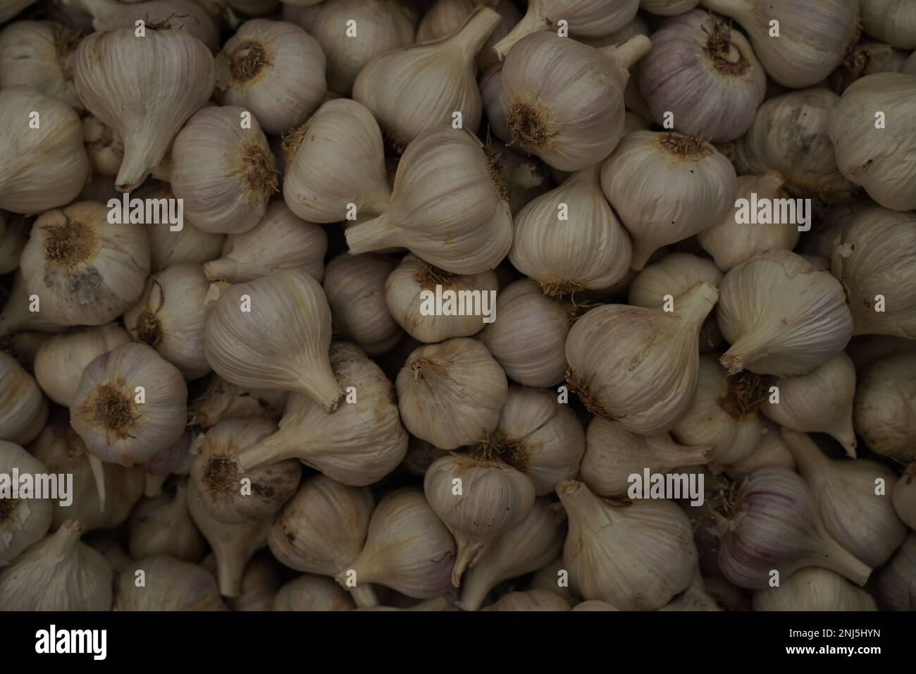 Garlic texture close up. White garlic background Stock Photo - Alamy