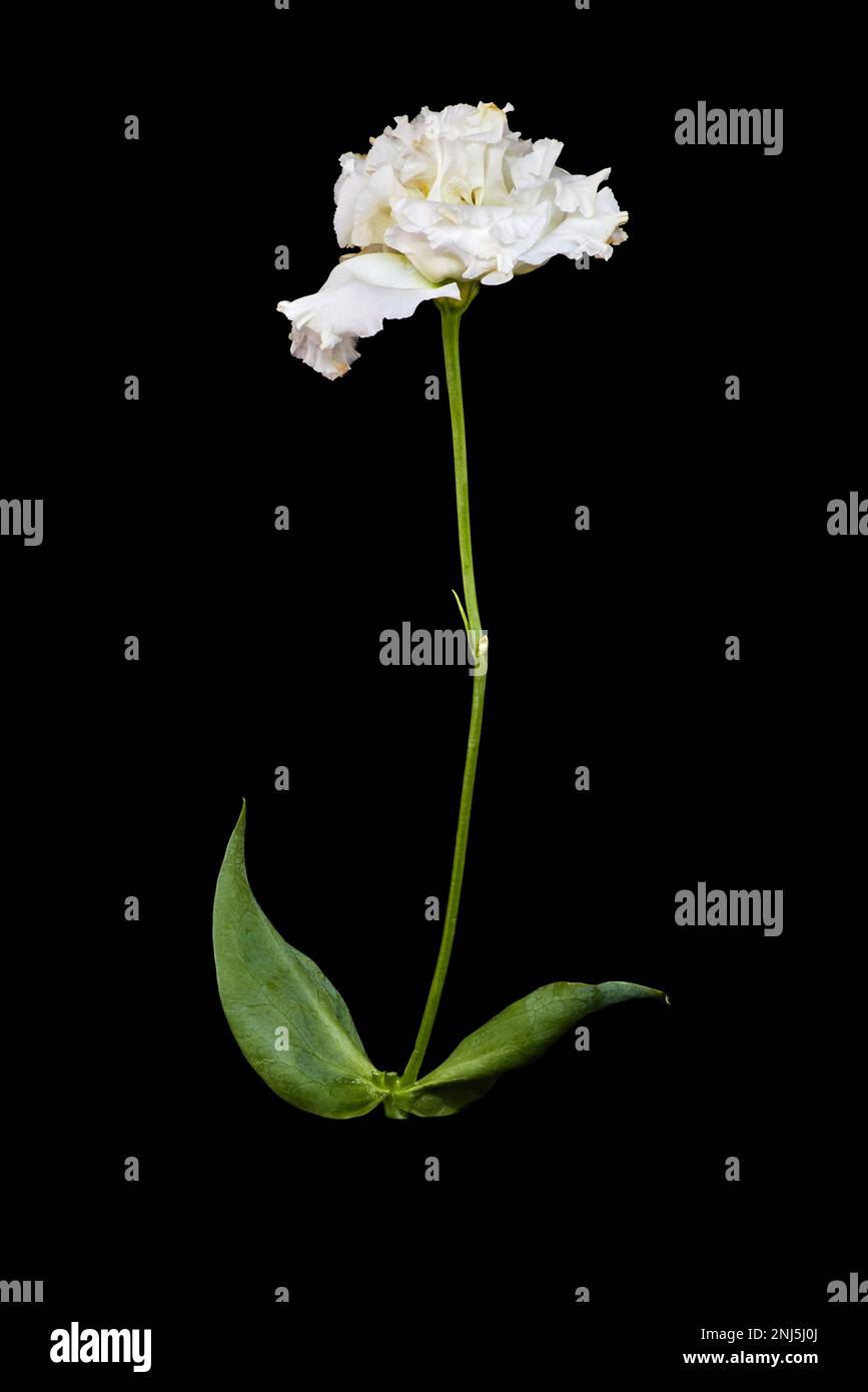 Eustoma green hi-res stock photography and images - Alamy