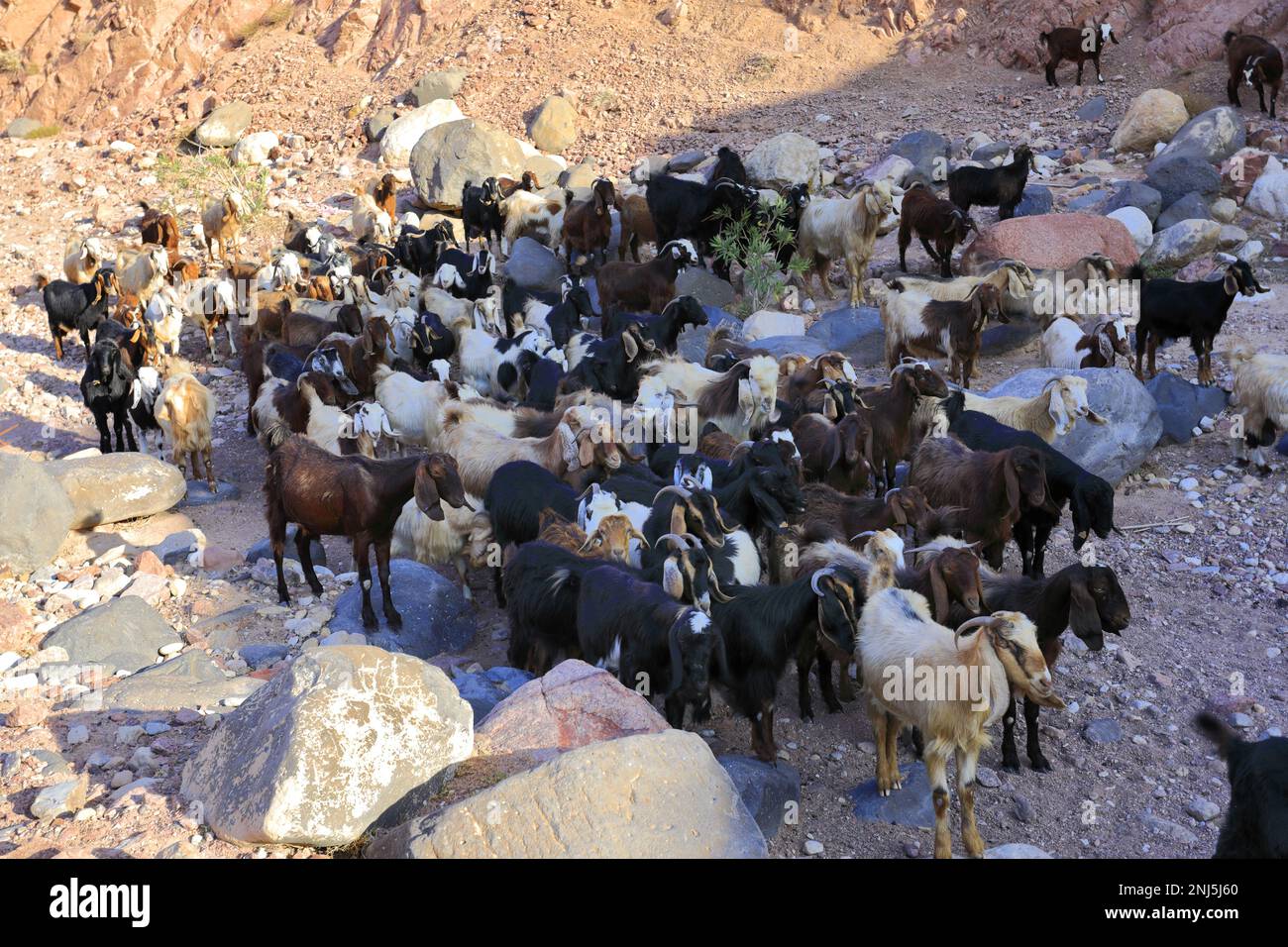 Goats in the Dana Biosphere Reserve, Wadi Dana, south-central Jordan ...