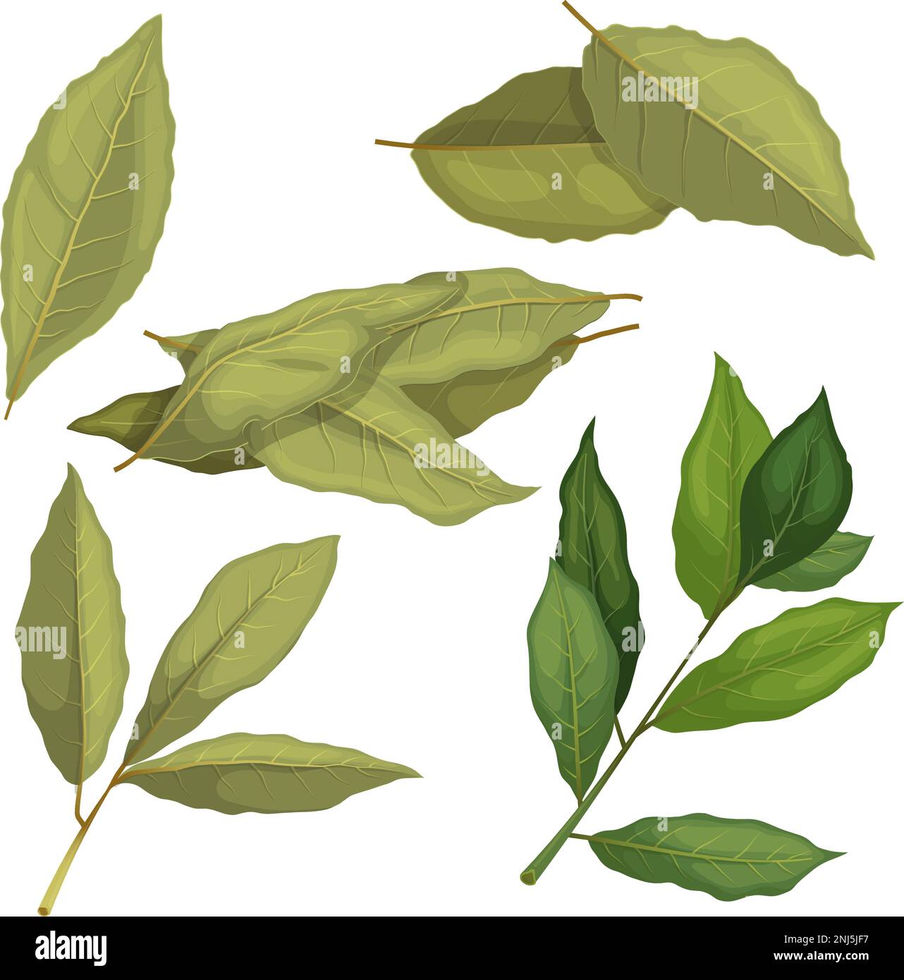 bay leaf spice herb set cartoon vector illustration color sign Stock ...