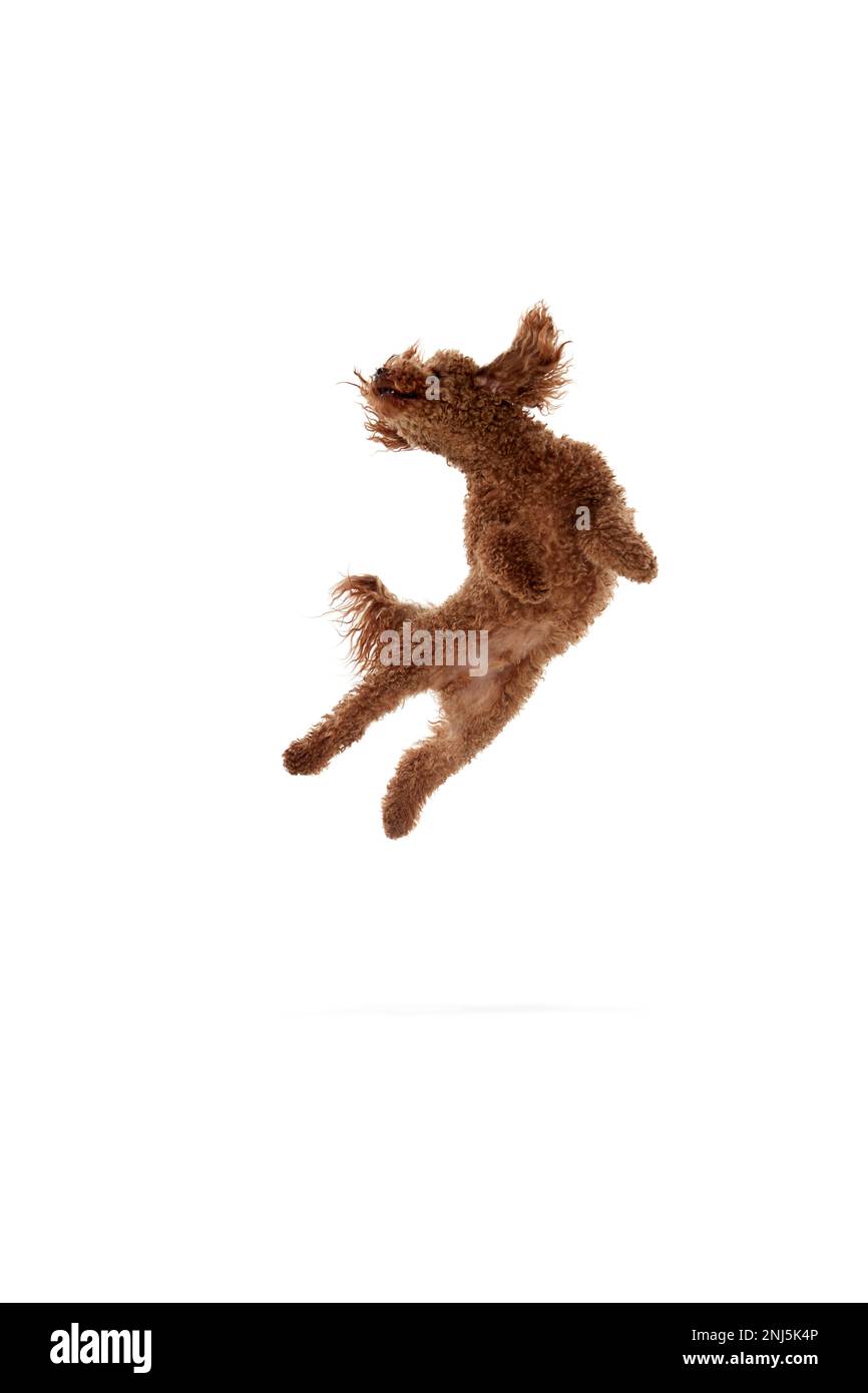 Dynamic portrait of active playful red-brown Poodle dog jumping and ...