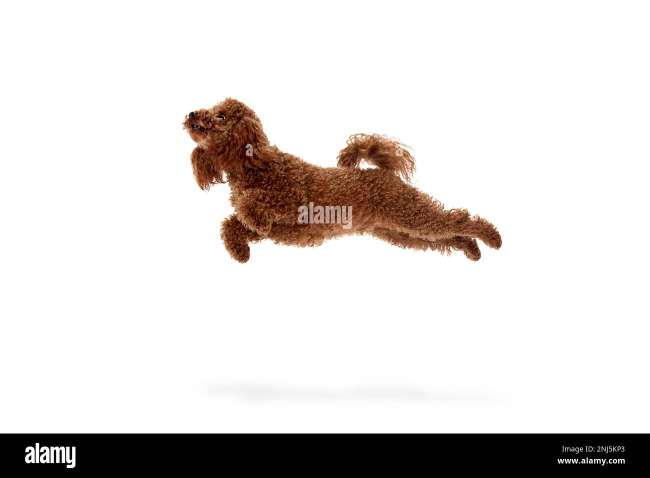 Dynamic portrait of active playful red-brown Poodle dog jumping and ...