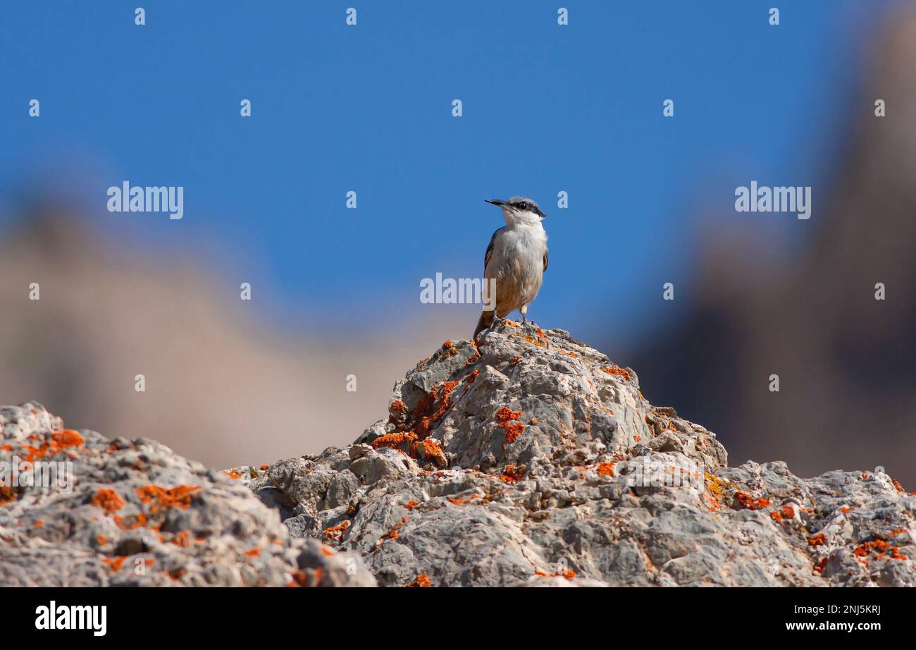 little bird watching around on the stone, Western Rock Nuthatch, Sitta ...
