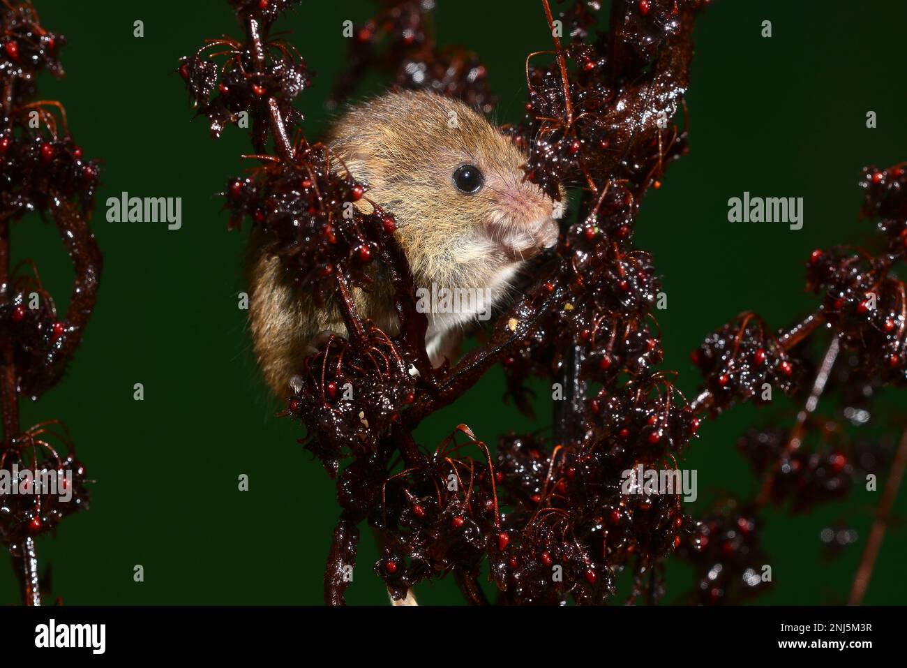 juvenile harvest mouse micromys minutes sorcinus Stock Photo - Alamy